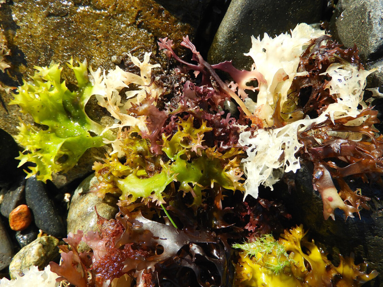 Intertidal: All about seaweed — weeklong appreciation of the marine ...