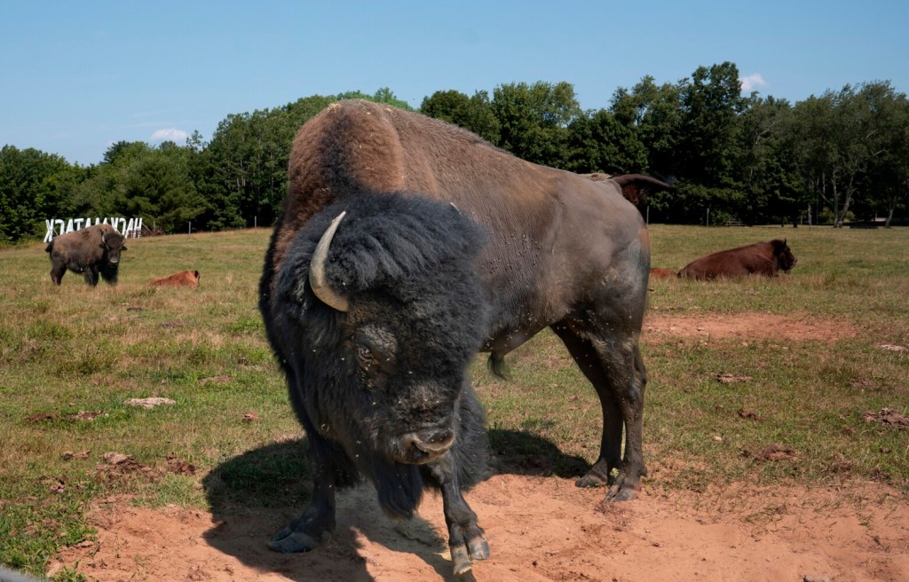 Rare livestock breeds gain popularity in Maine