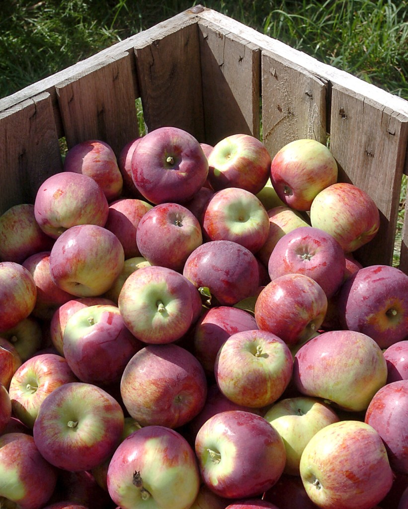 10 apple orchards to visit in southern Maine
