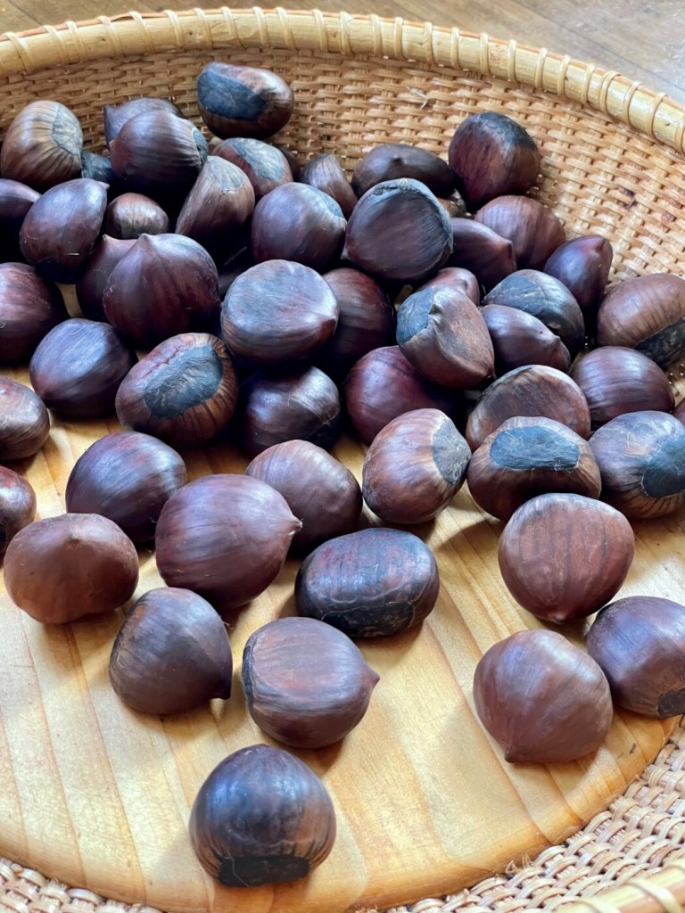 Efforts to restore American chestnut tree raise burning question for ...