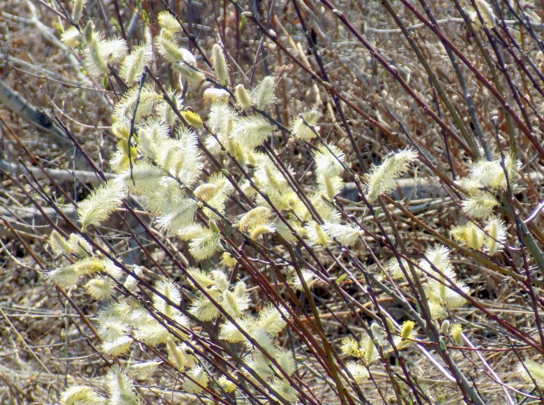 Pussy willows transform