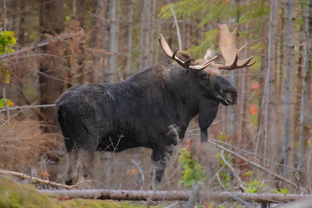 Moose lottery applications accepted online only starting April 1