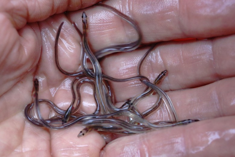 Wriggling gold: Fishermen who catch baby eels for $2,000 a pound hope ...