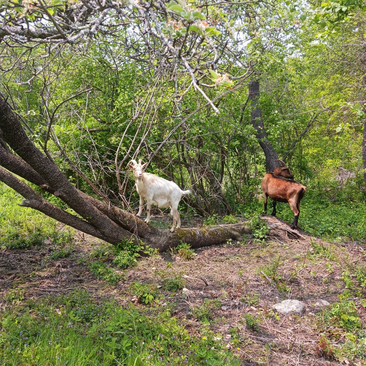 Goats are back to work at Kennebunkport Conservation Trust