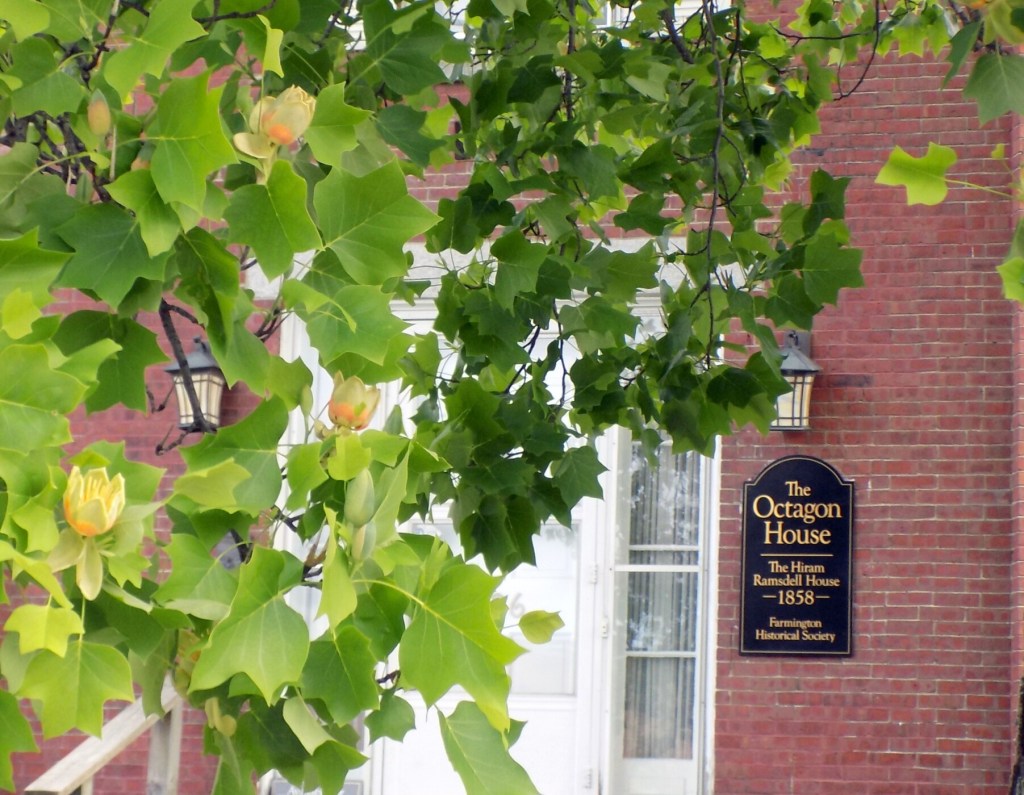 Over 100-year-old tulip poplar tree in Farmington is unusual