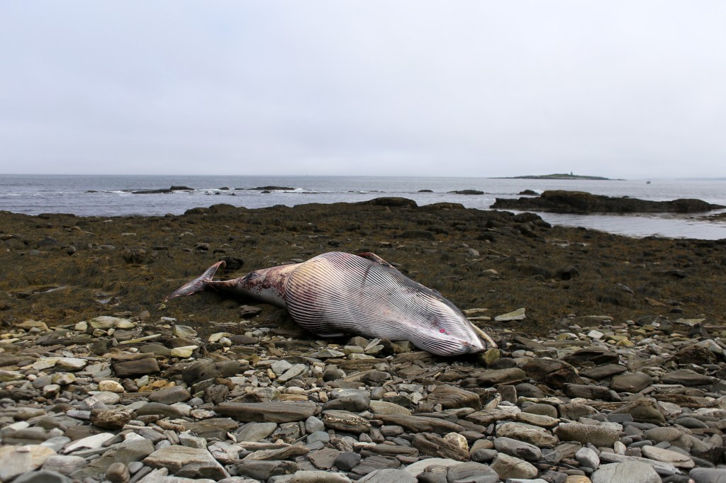 Dead whale found on the shore of Peaks Island