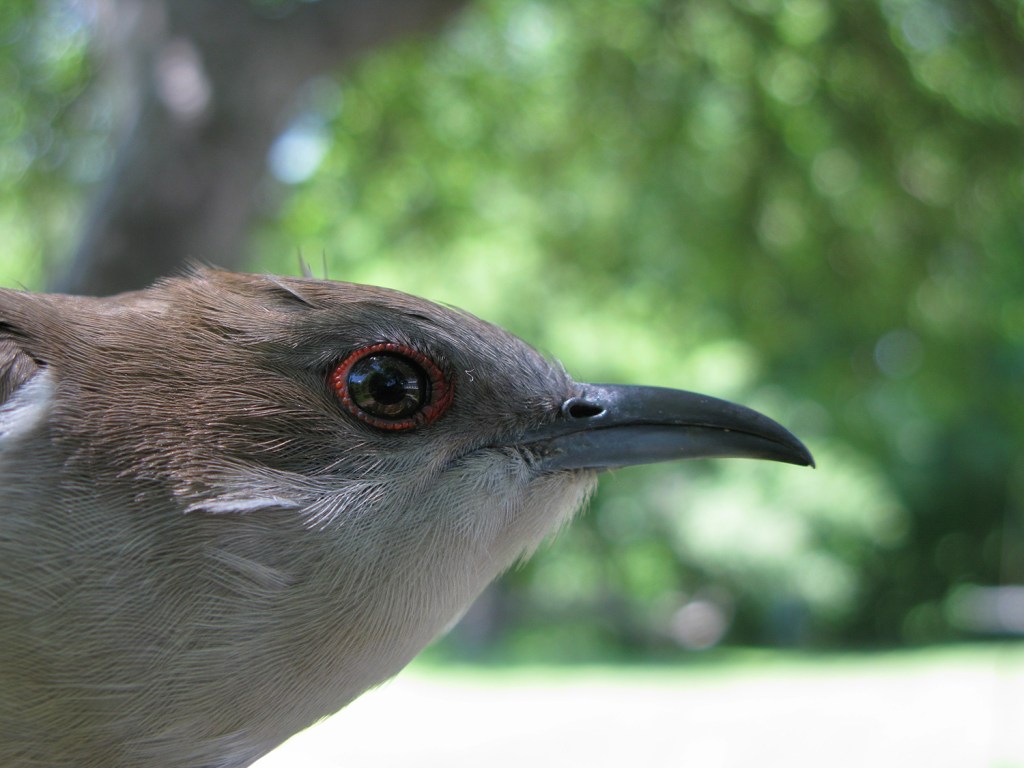 Ask Maine Audubon: It’s more than a breath of fresh air producing those ...