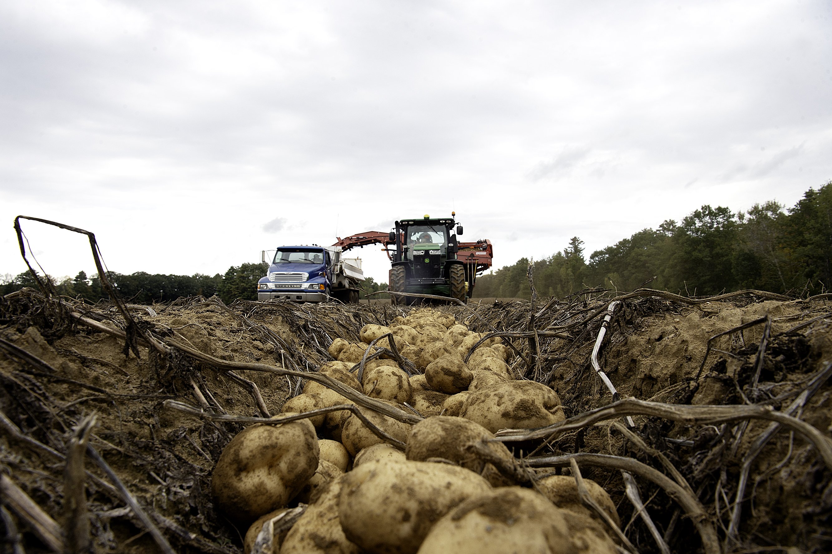 Photo Album: Potato harvest in Lewiston