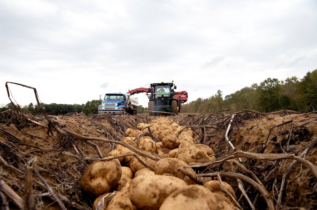 USDA to continue classifying potato as a vegetable, not a grain