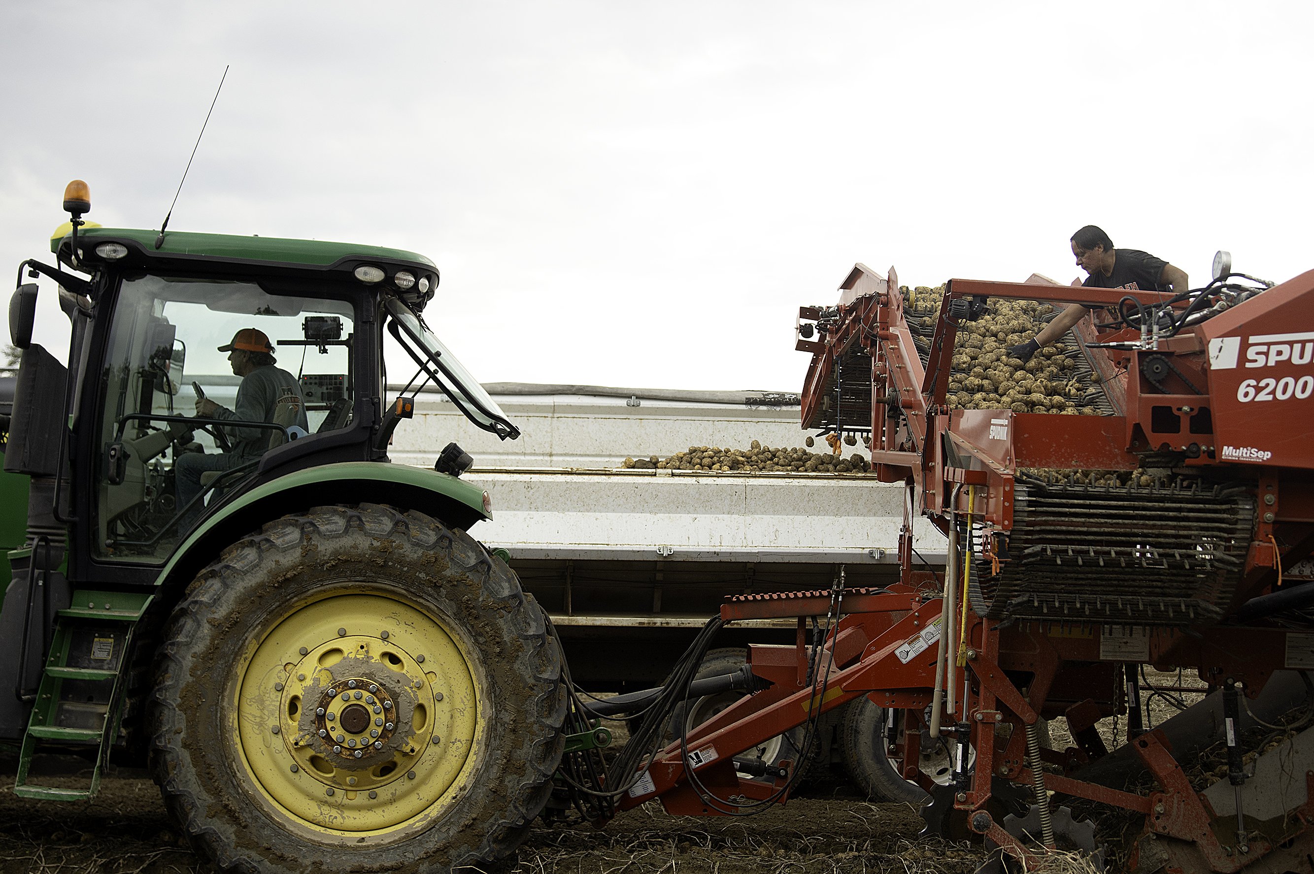 Photo Album: Potato harvest in Lewiston