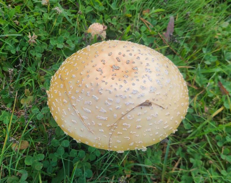October fungi, oh my!