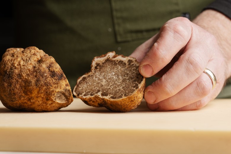 The Appalachian couple hunting for wild American truffles