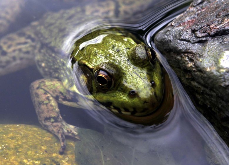 Ask Maine Audubon: Should we expect an early appearance from frogs and ...