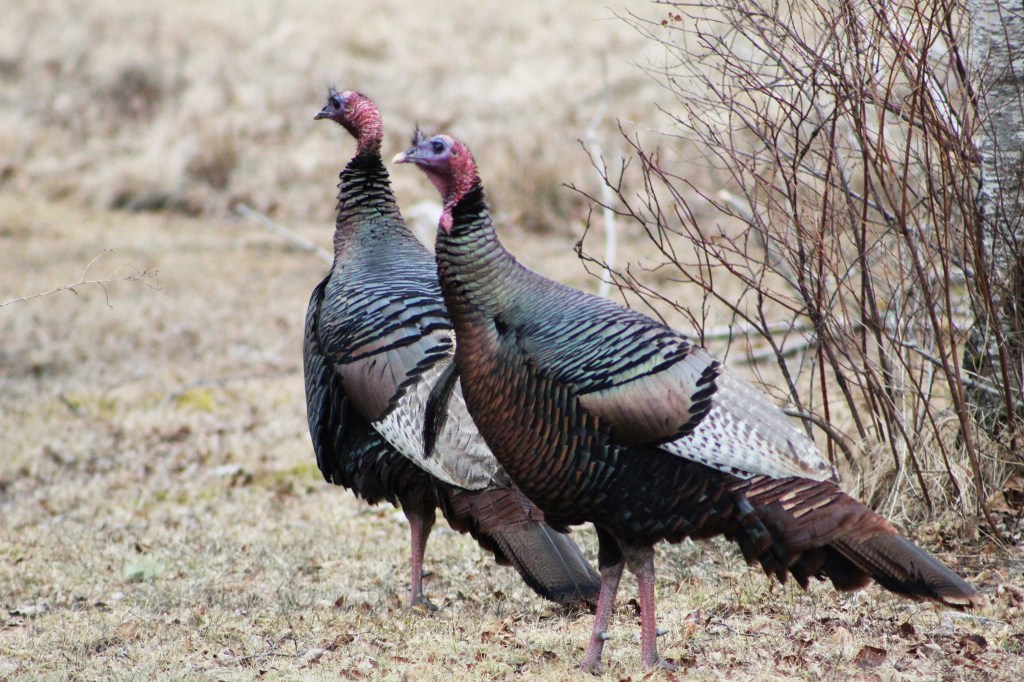 Maine animal lovers flock to this Facebook page