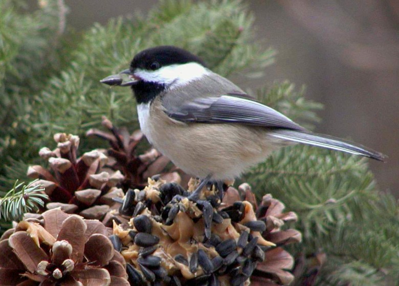 Ask Maine Audubon: Early morning birds belting out their spring songs ...