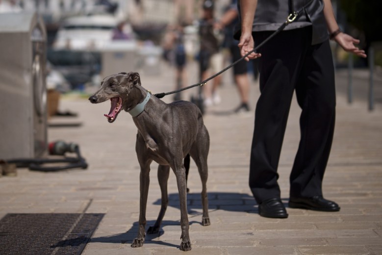 Palm Dog: Kodi, star of ‘Dog on Trial,’ is top dog of Cannes