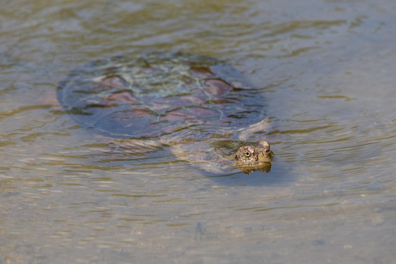 Video of man smashing turtles at Portland cemetery triggers outrage ...