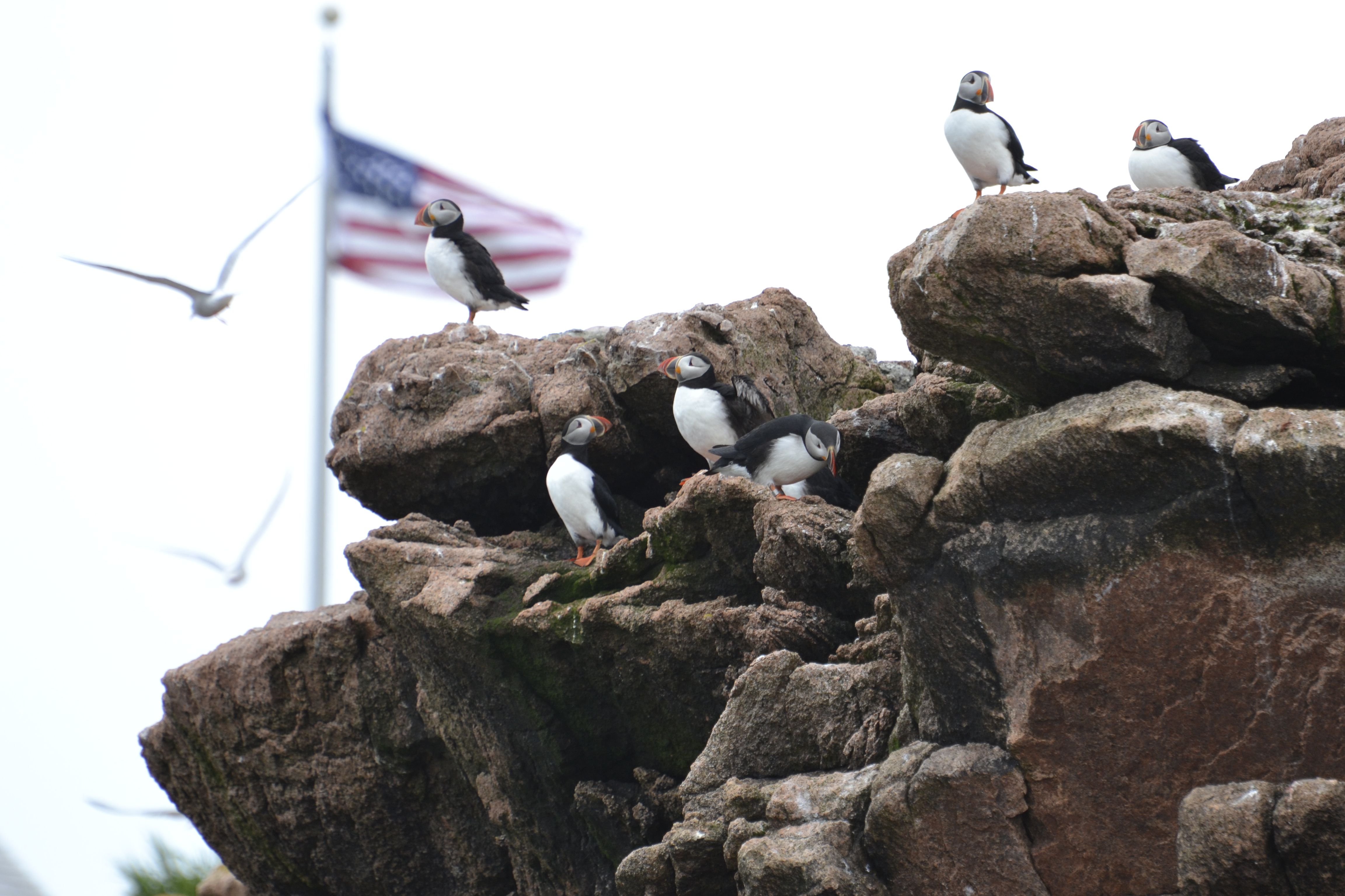 Seniors Not Acting Their Age: In pursuit of the puffins on Petit Manan Island