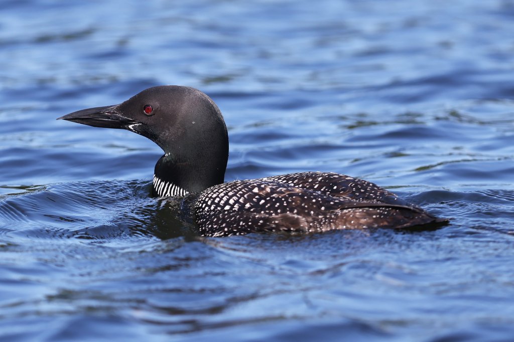 Some cry 'fowl' after loon moved from Little Sebago Lake to Massachusetts