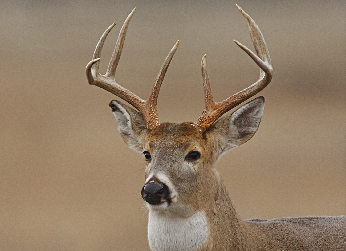 What to know about PFAS-contaminated deer, wild turkey