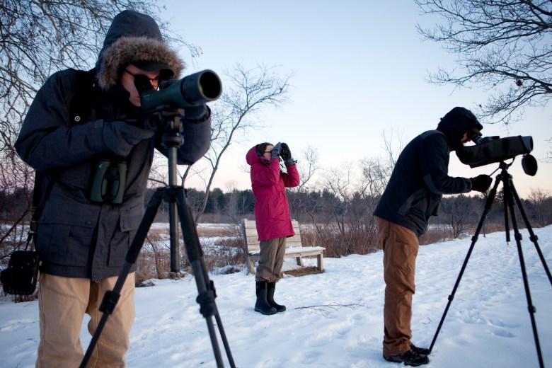 Ask Maine Audubon: Christmas Bird Count helps identify trends in bird ...