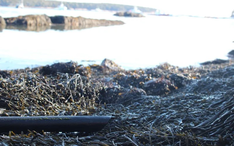 Harpswell has 44 of Maine’s 600 remaining overboard discharge systems