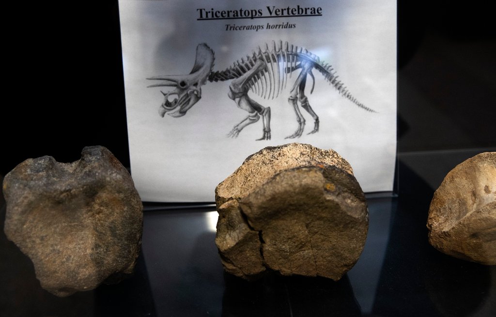 Fossil collection of Portland High alum has new digs at school