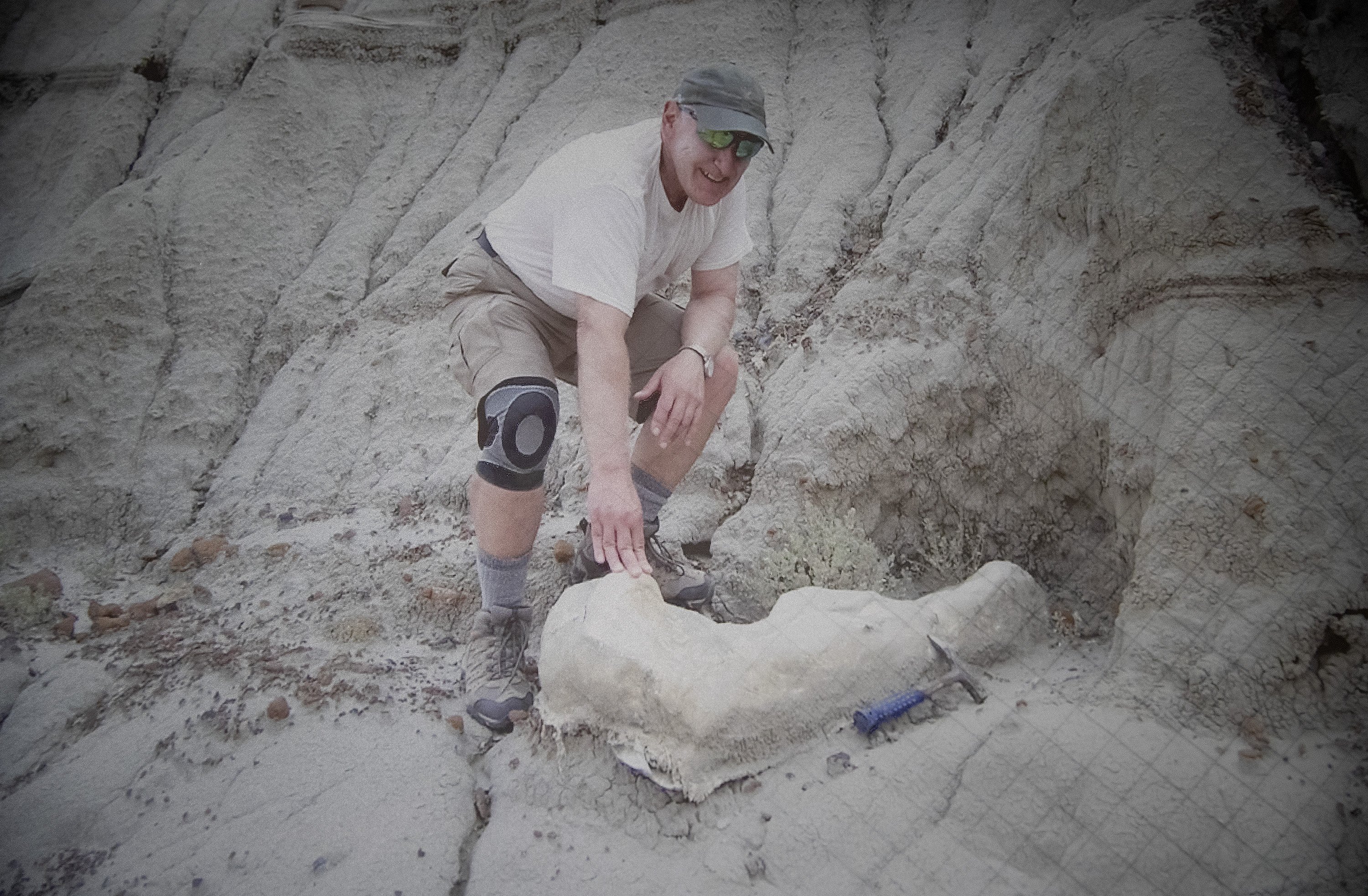 Portland alum fossils gallery
