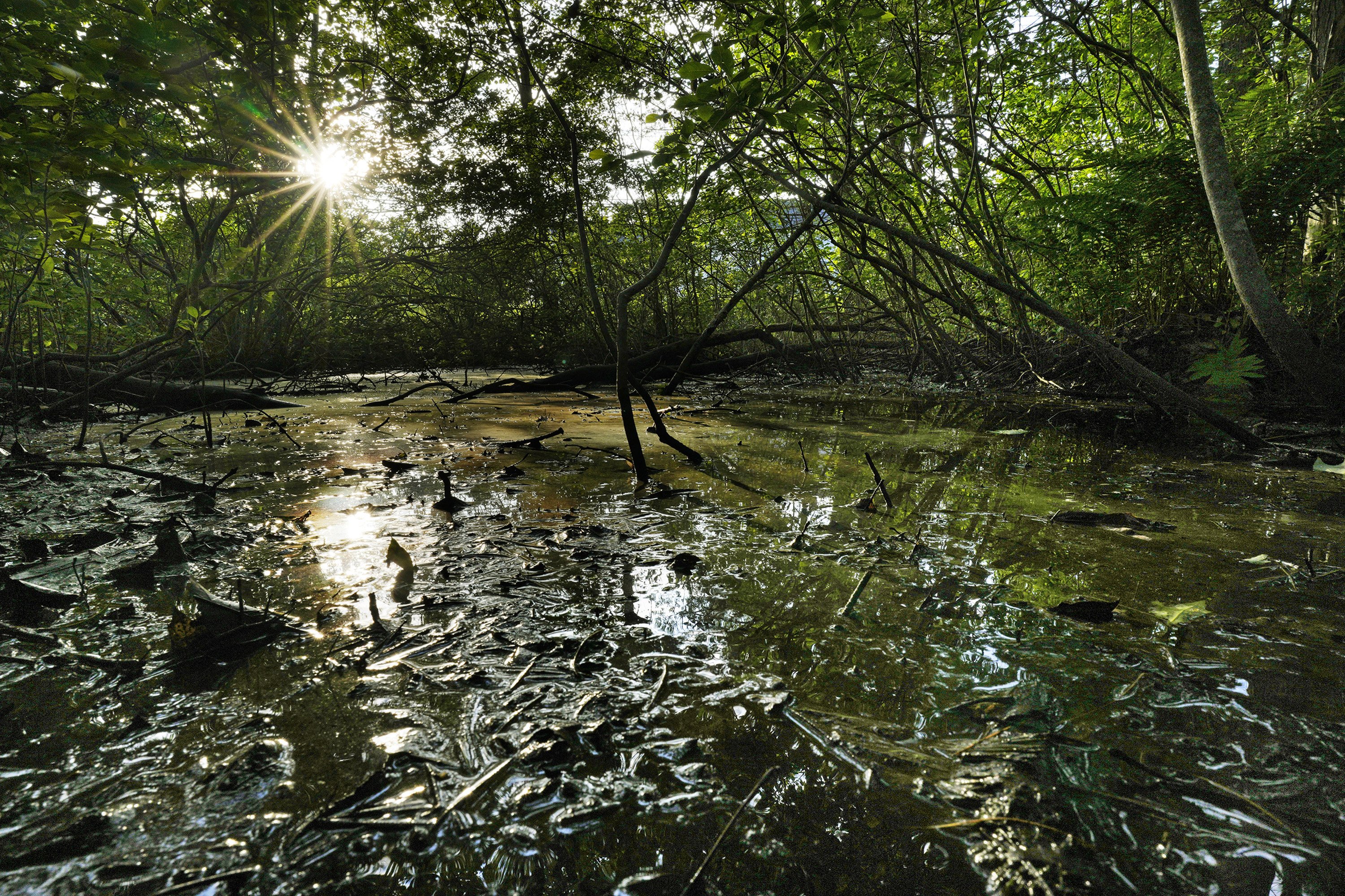 Maine's vernal pools could get bigger state protections