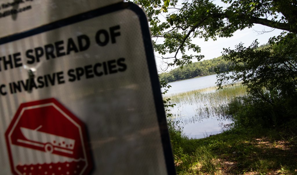 Maine lakes, ponds at risk as invasive bladderwort plant moves in