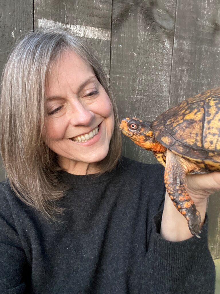 Rockland library patrons invited to learn about turtles