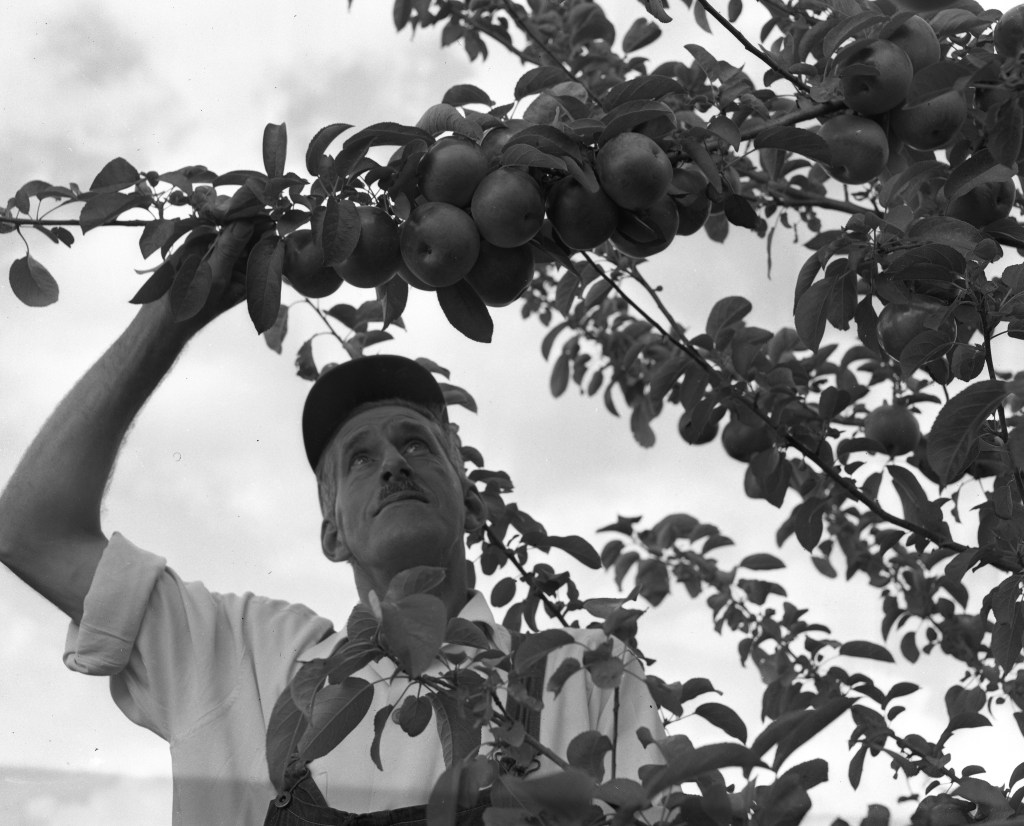 See historical photos of apple picking in Maine