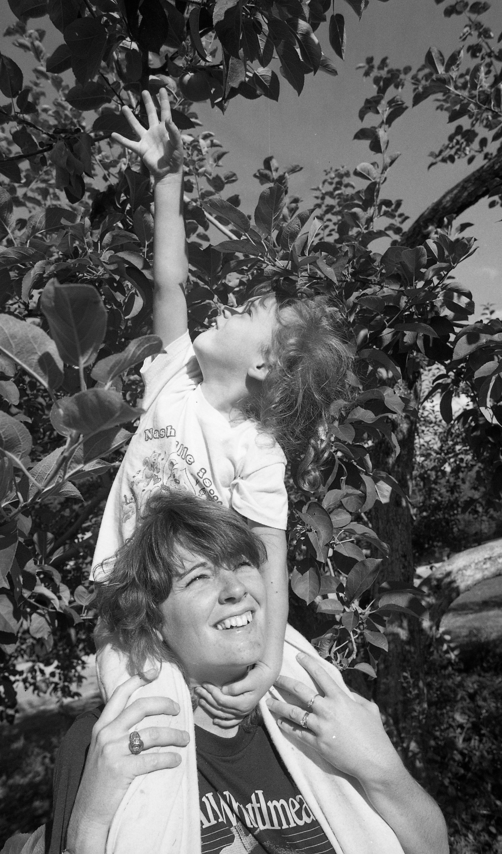 See historical photos of apple picking in Maine