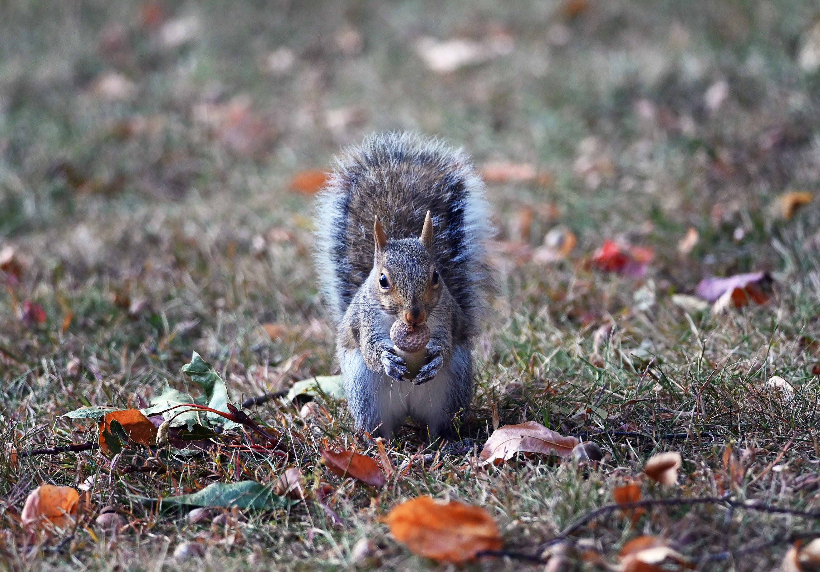 Seeing more dead squirrels in Maine? It’s no 2018, but there is a spike ...