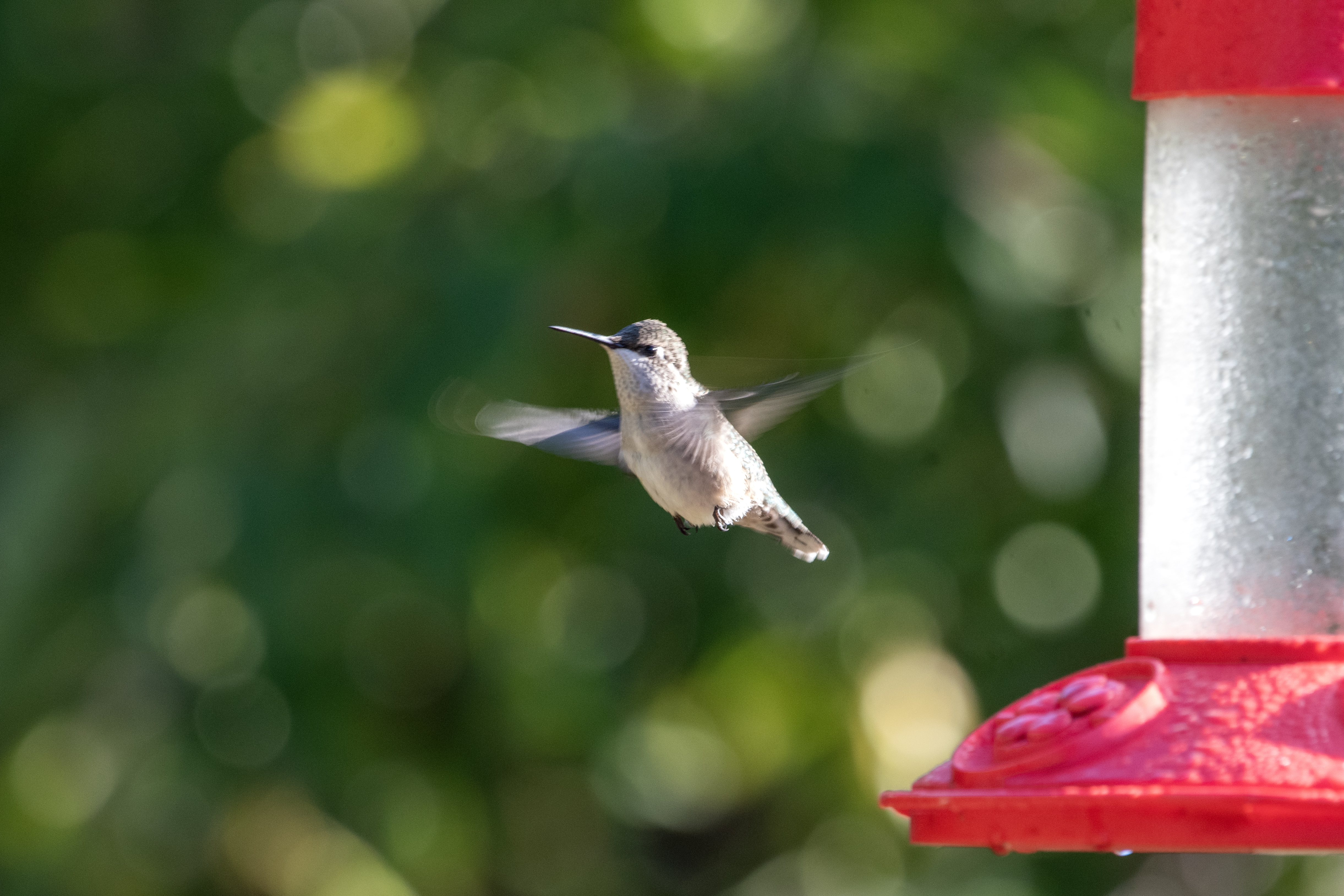 Hummingbirds sticking around later, so leave up those feeders