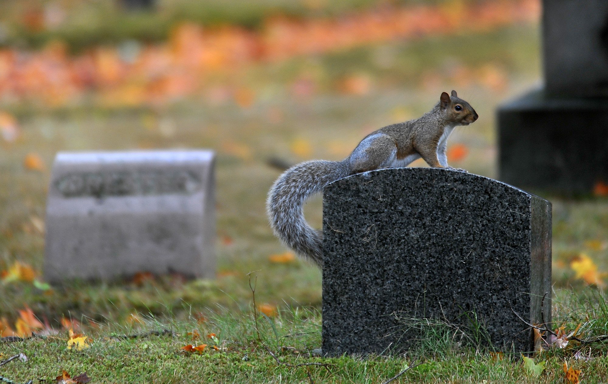 Seeing more dead squirrels in Maine? It’s no 2018, but there is a spike ...