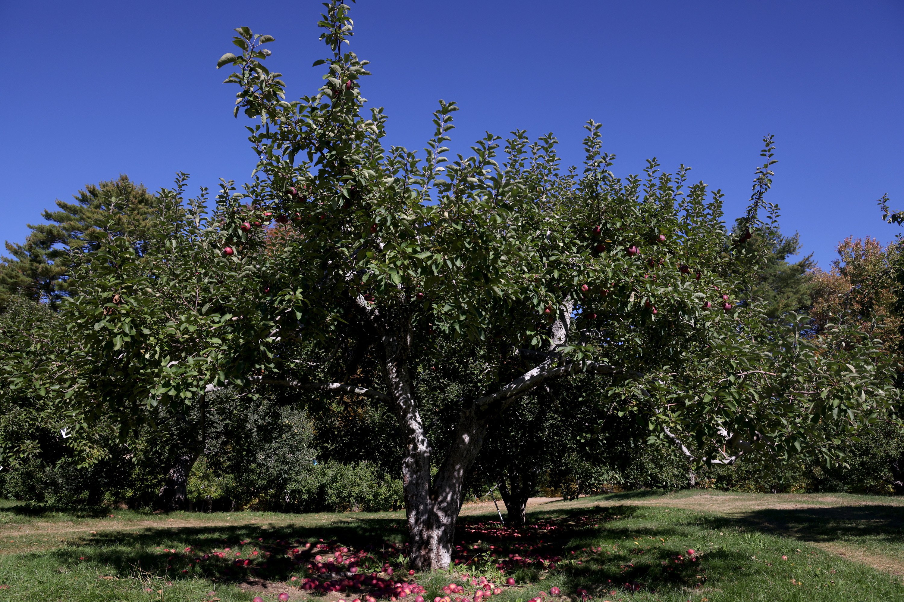 Apple growers say fall crop tasty, available despite drought
