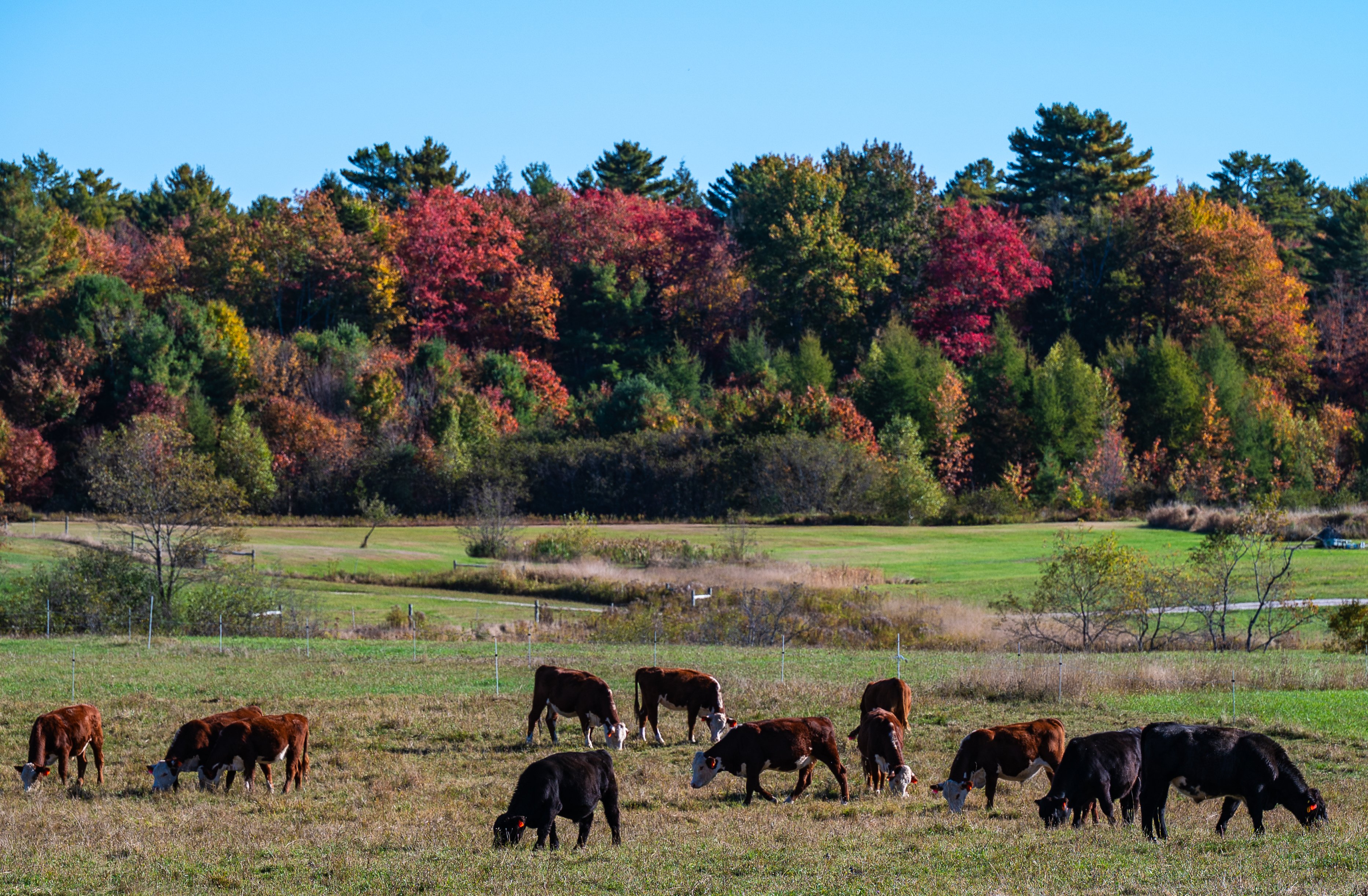 Maine farmers, restaurants struggle with rising cost of beef