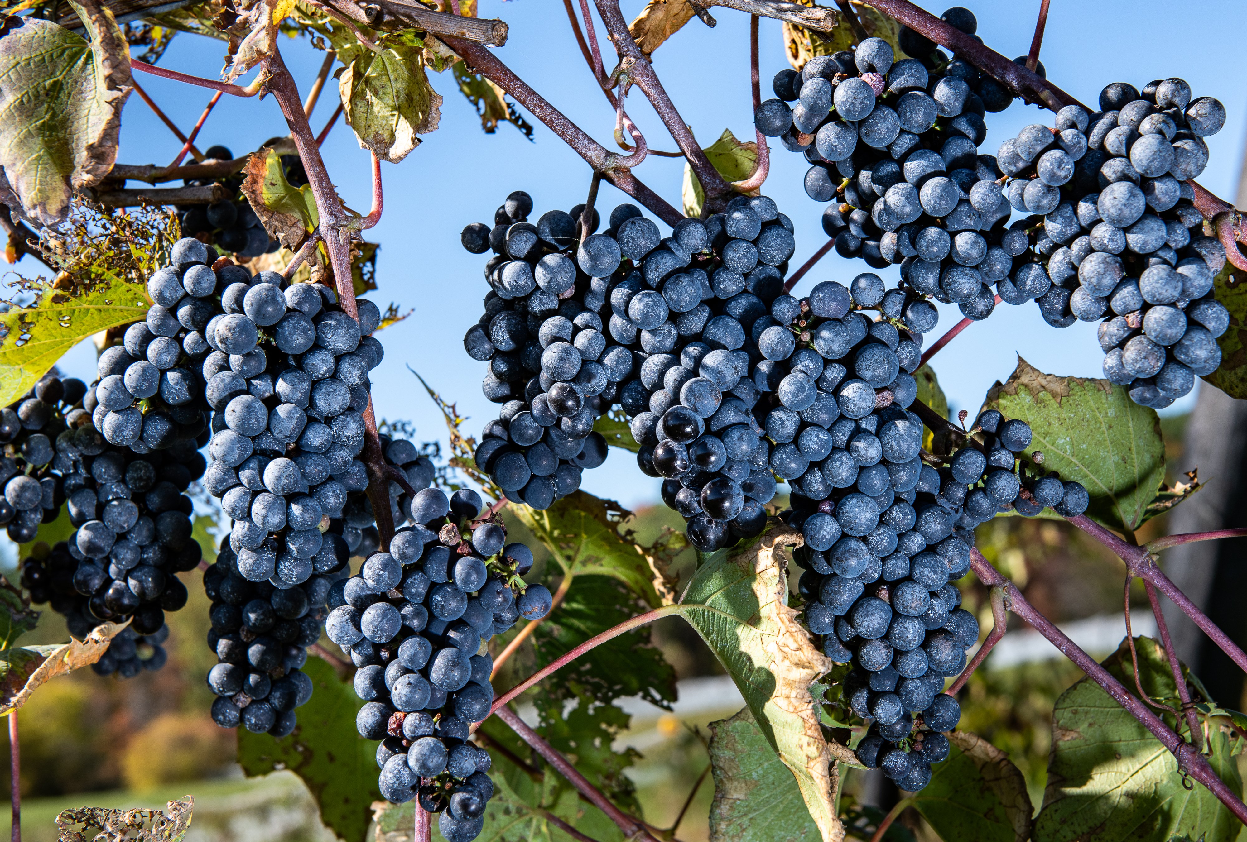In Leeds, one of Maine’s few estate vineyards reports a bountiful grape ...