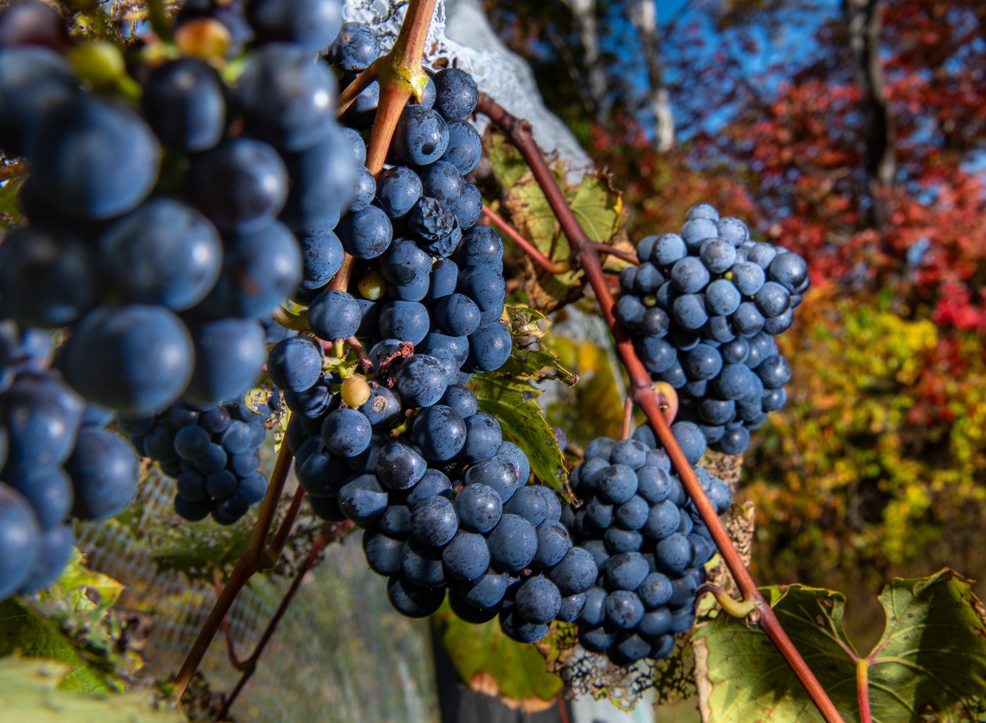 Lewiston Live, grapes in Leeds, Dirigo soccer celebration amongWeek in ...
