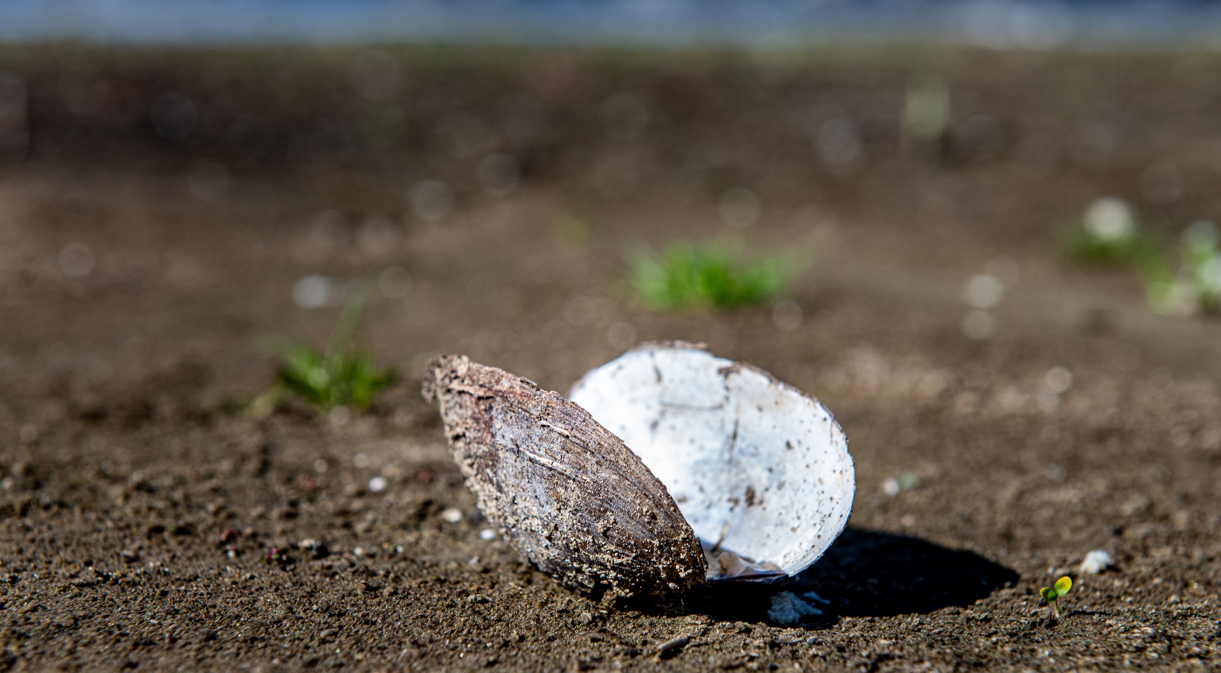 Woman’s ‘labor of love’ at Sabattus Pond draws scrutiny from state ...