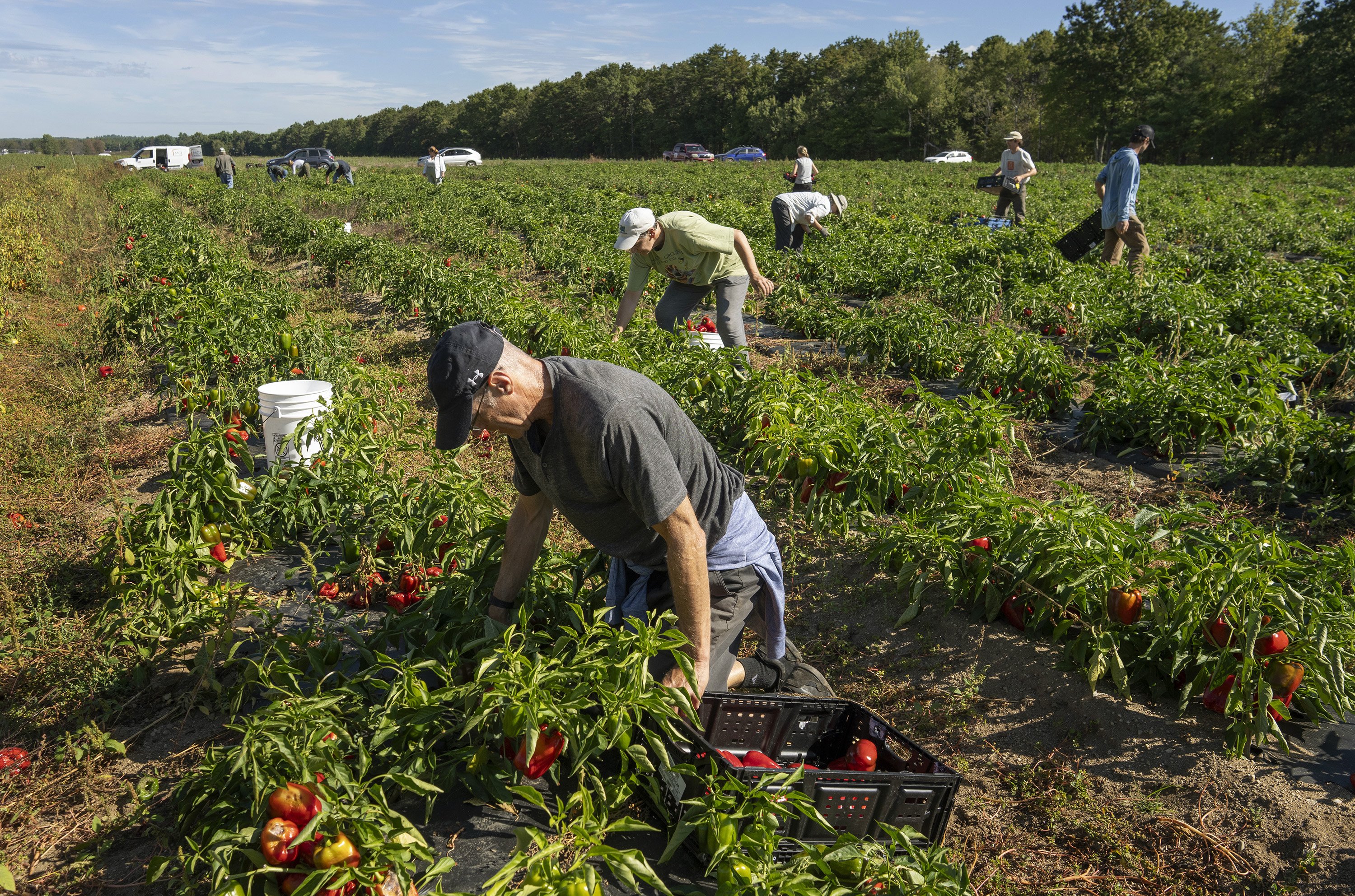 Gleaning the farm field leftovers that food pantries depend on