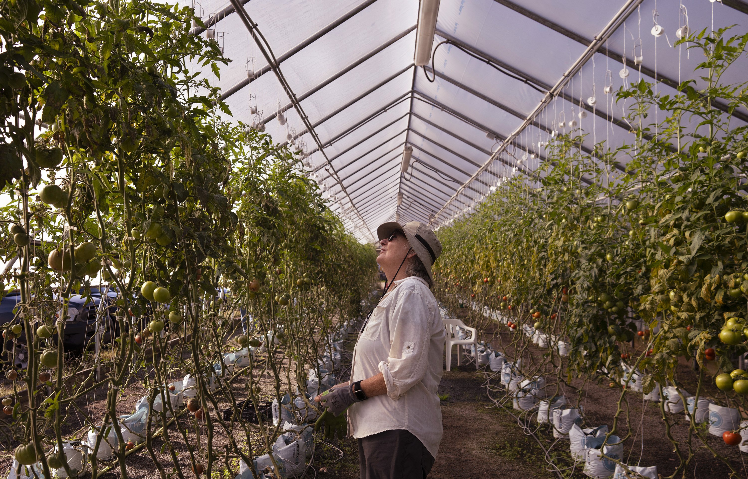 Gleaning the farm field leftovers that food pantries depend on