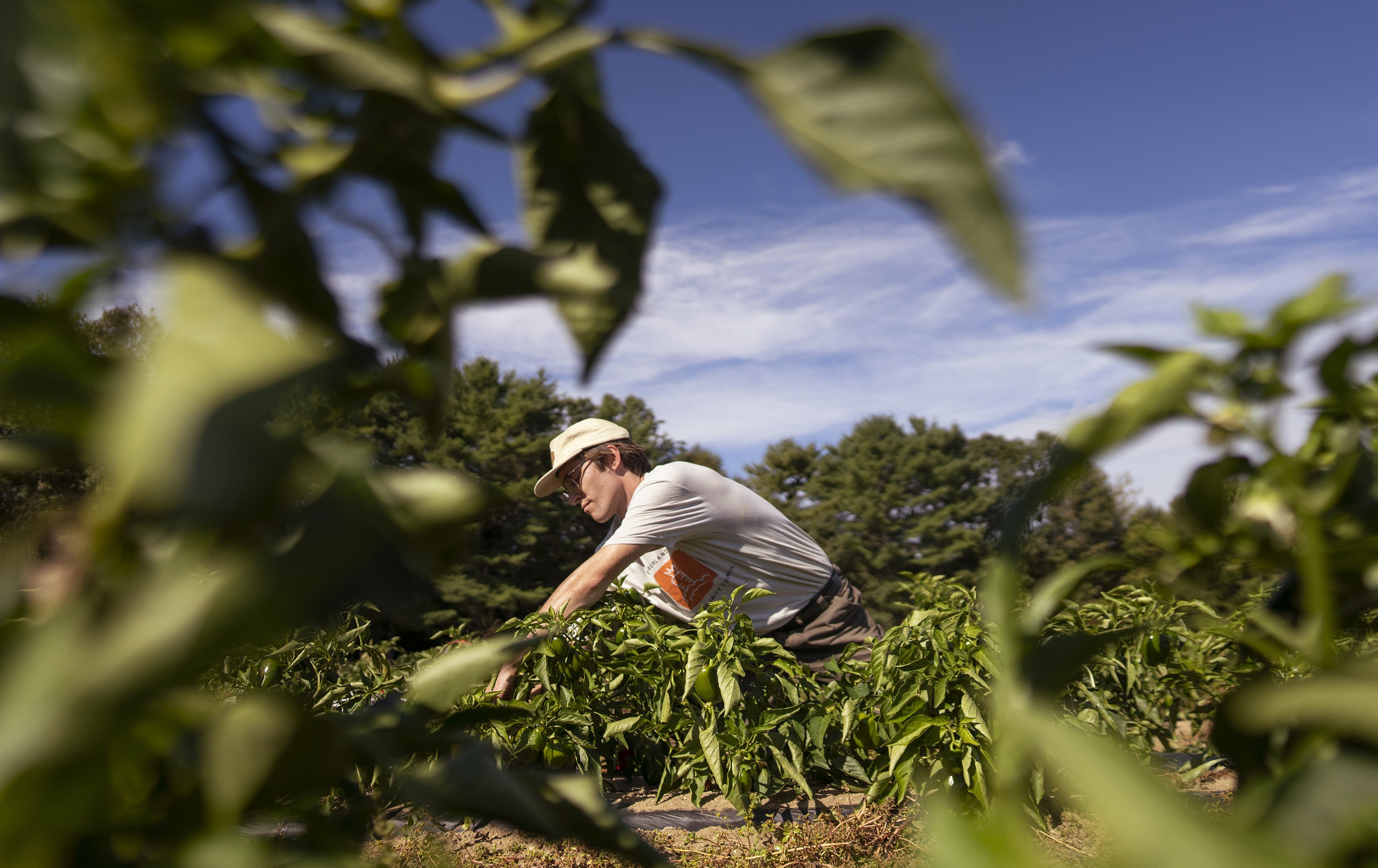 Gleaning the farm field leftovers that food pantries depend on