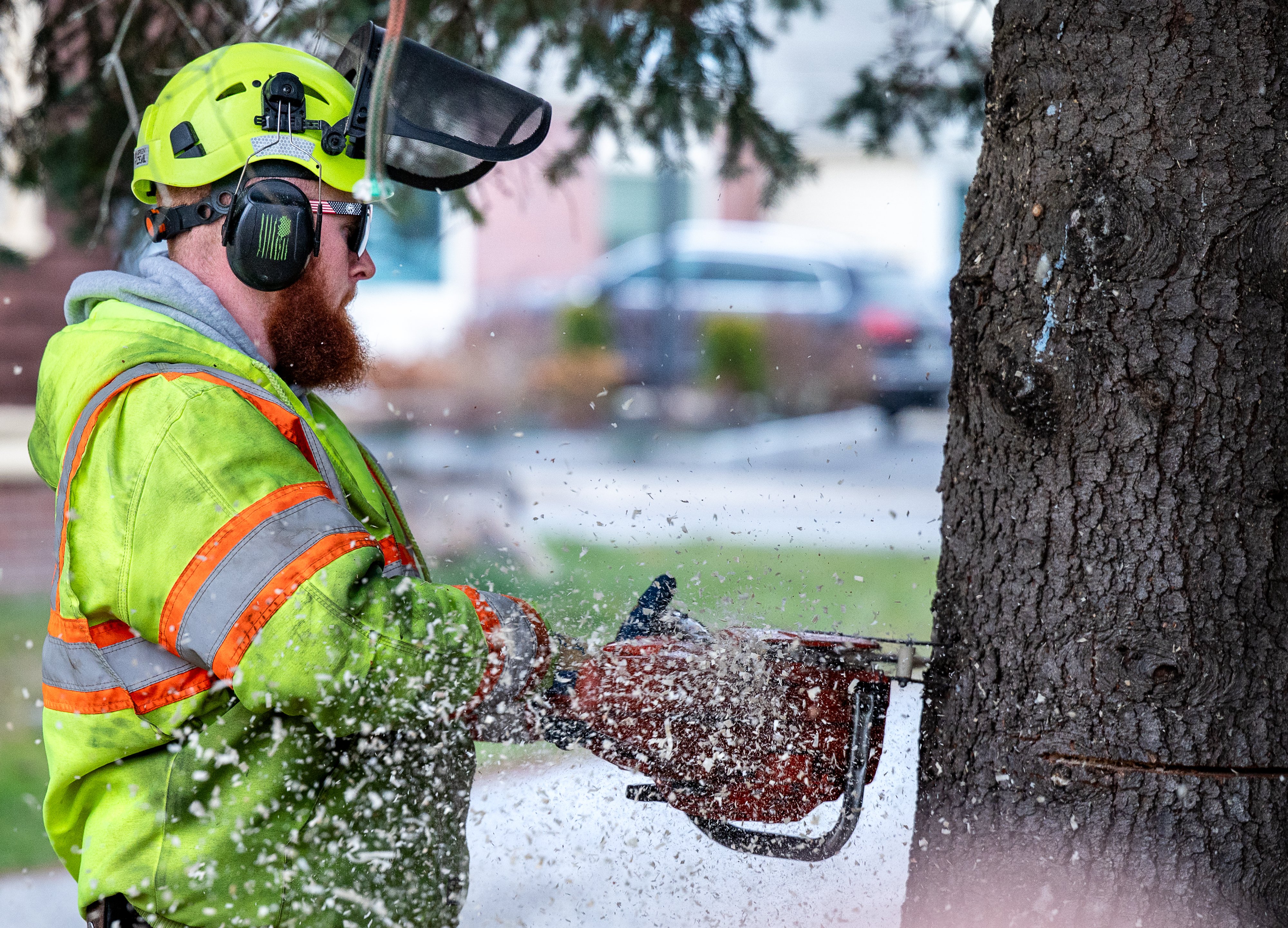 33 years ago, a Lewiston girl planted a blue spruce. Now, it’s the city ...
