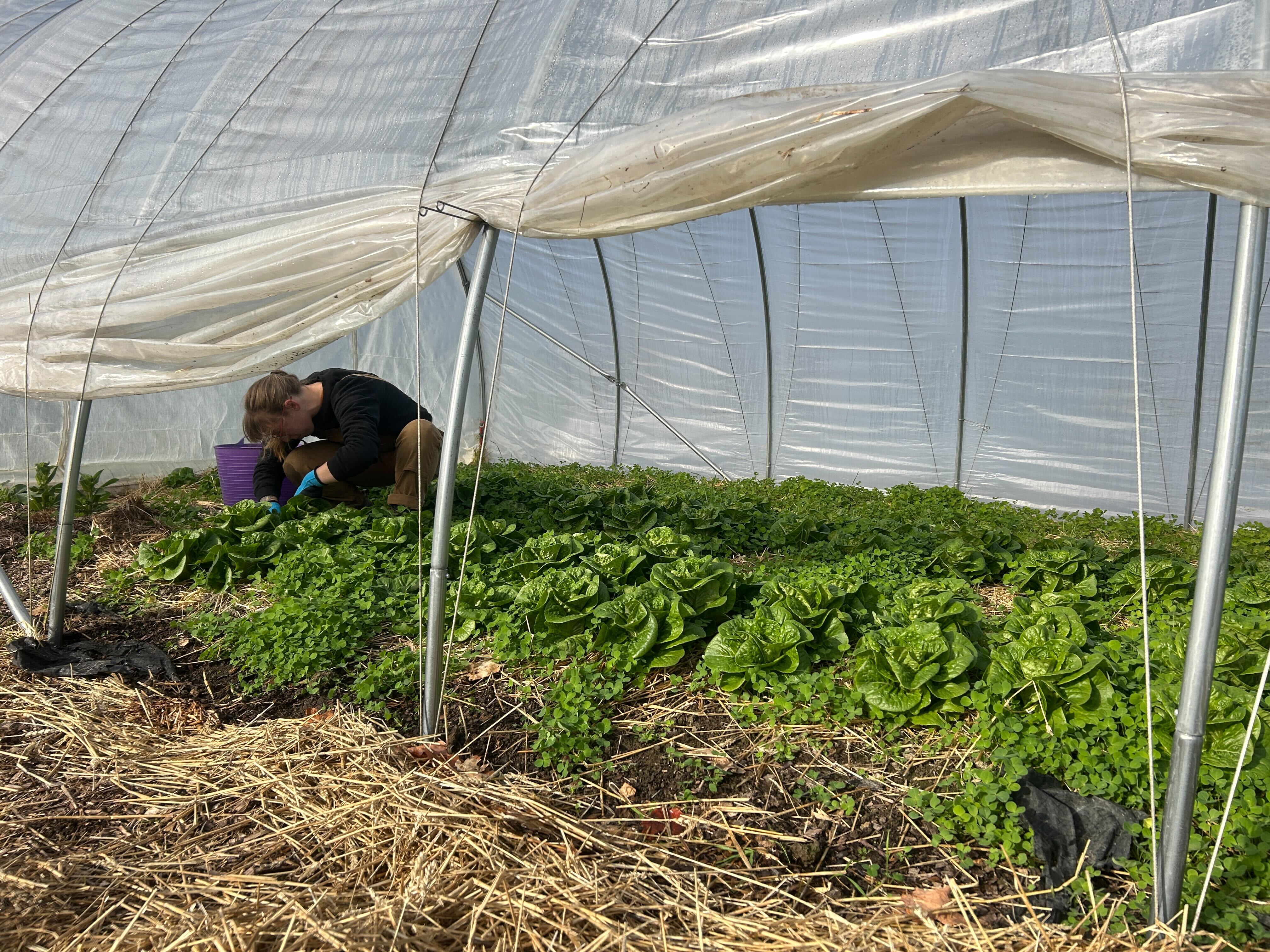 Brunswick food pantry farm sees successful harvest amid increased need
