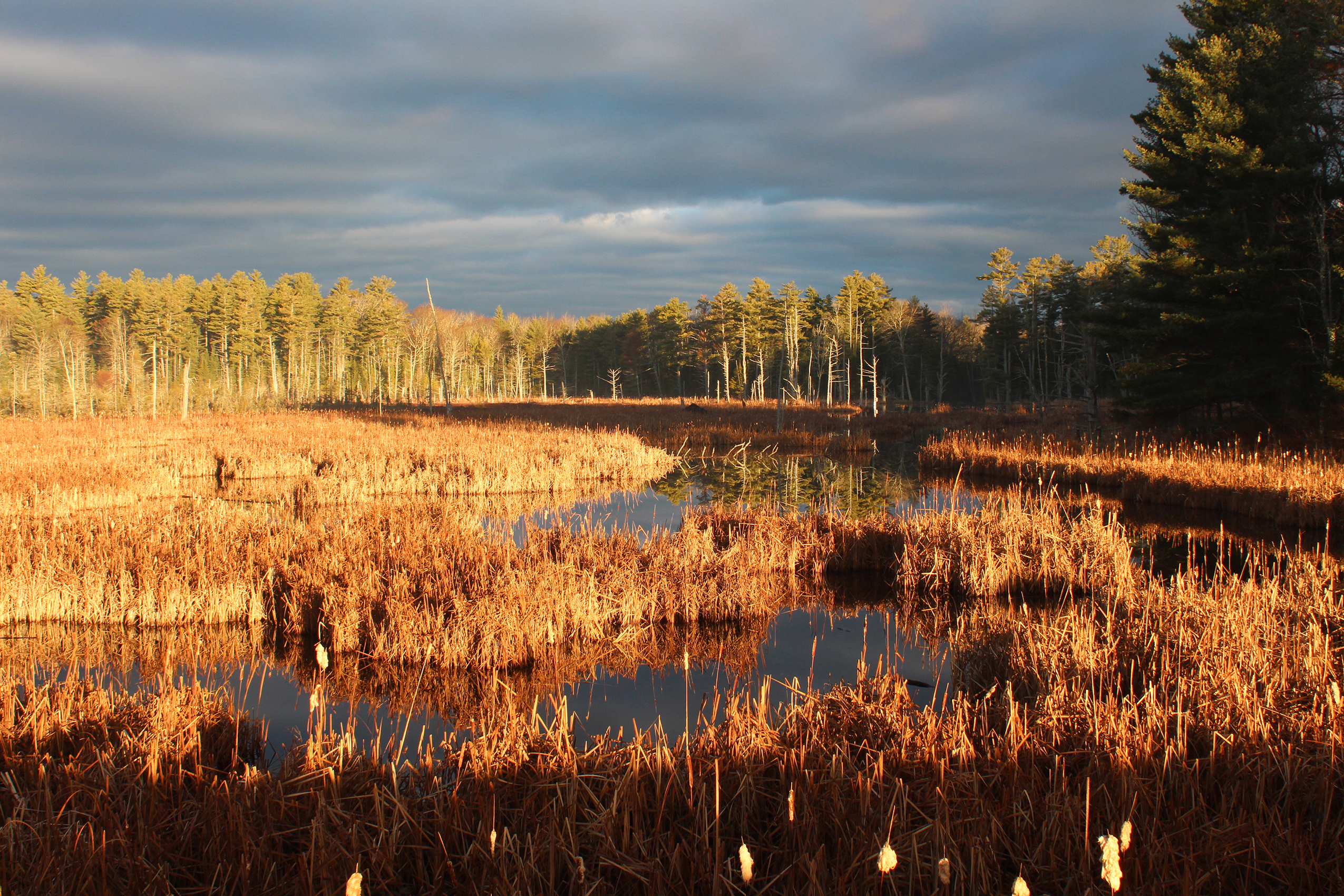 Coastal Rivers expands River~Link corridor with Newcastle land purchase