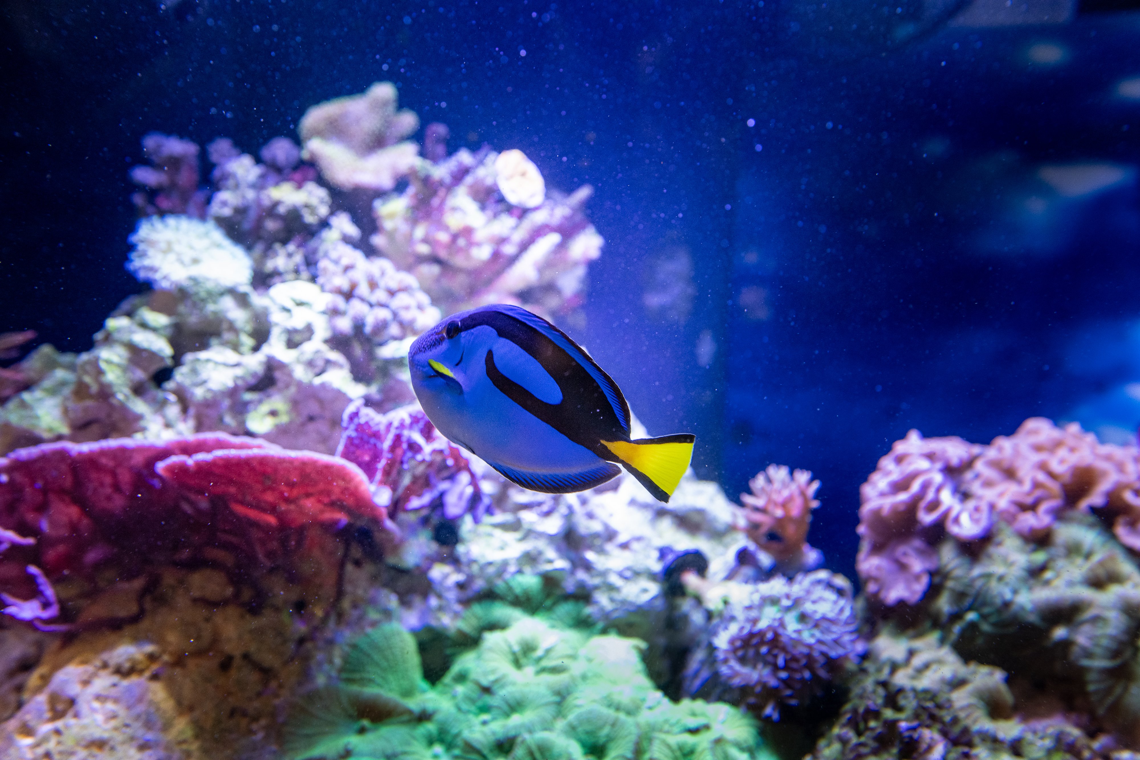 New home for Mr. Drew and His Animals Too