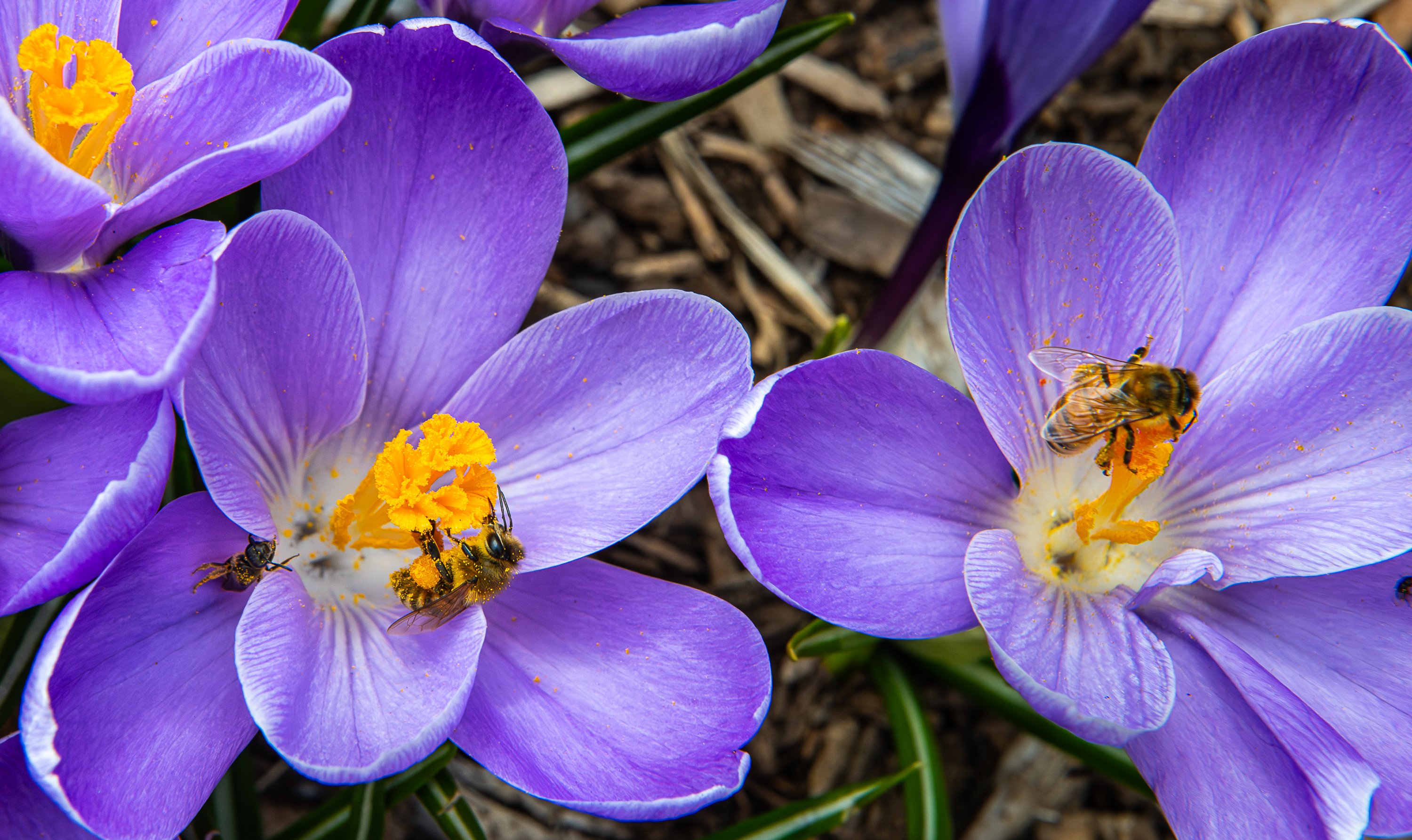Spring brings bees, softball & a rescue focus of Lewiston area week in ...