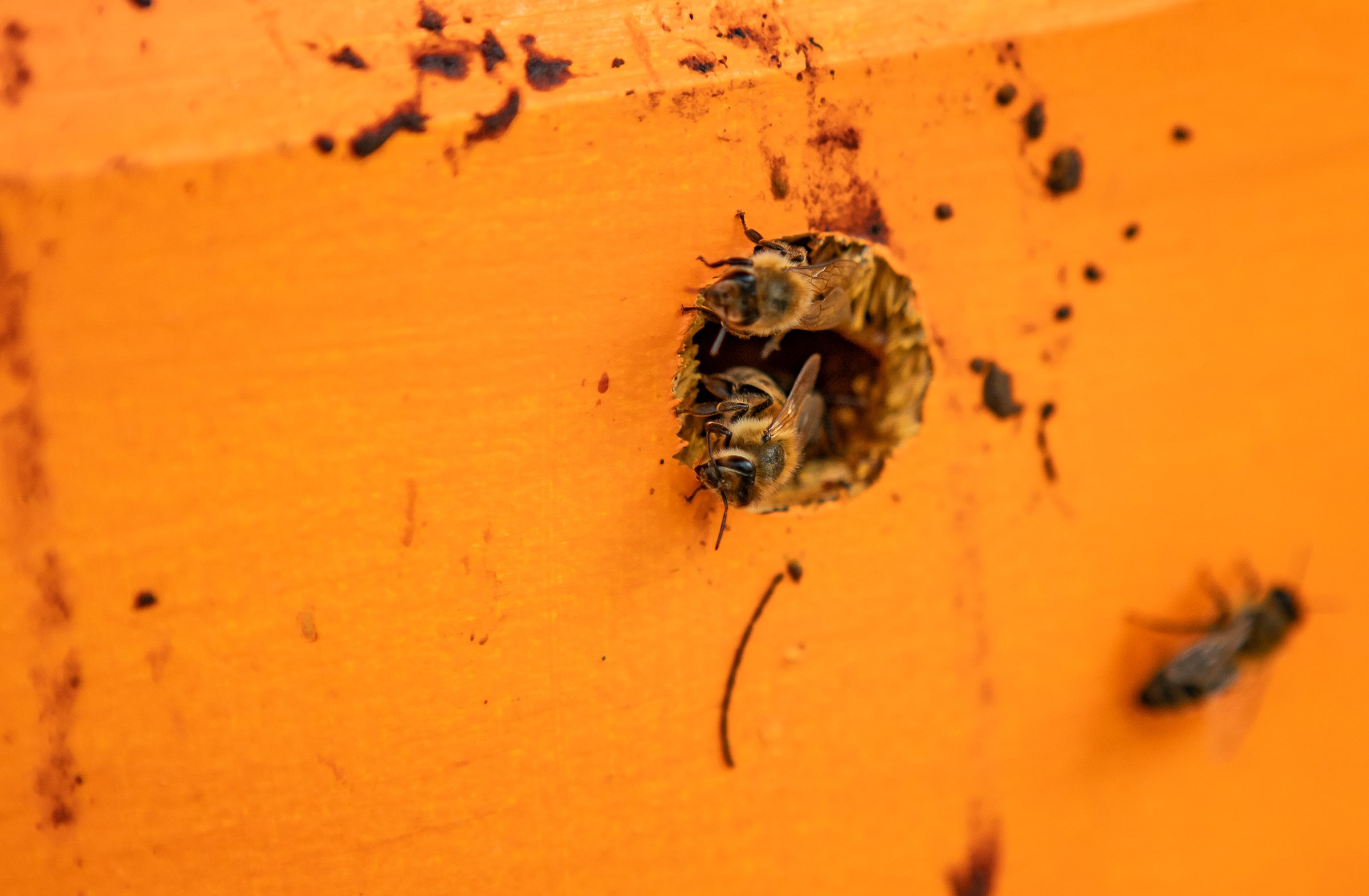 Busy as bees: Homeschool kids visit Mexico apiary | photos
